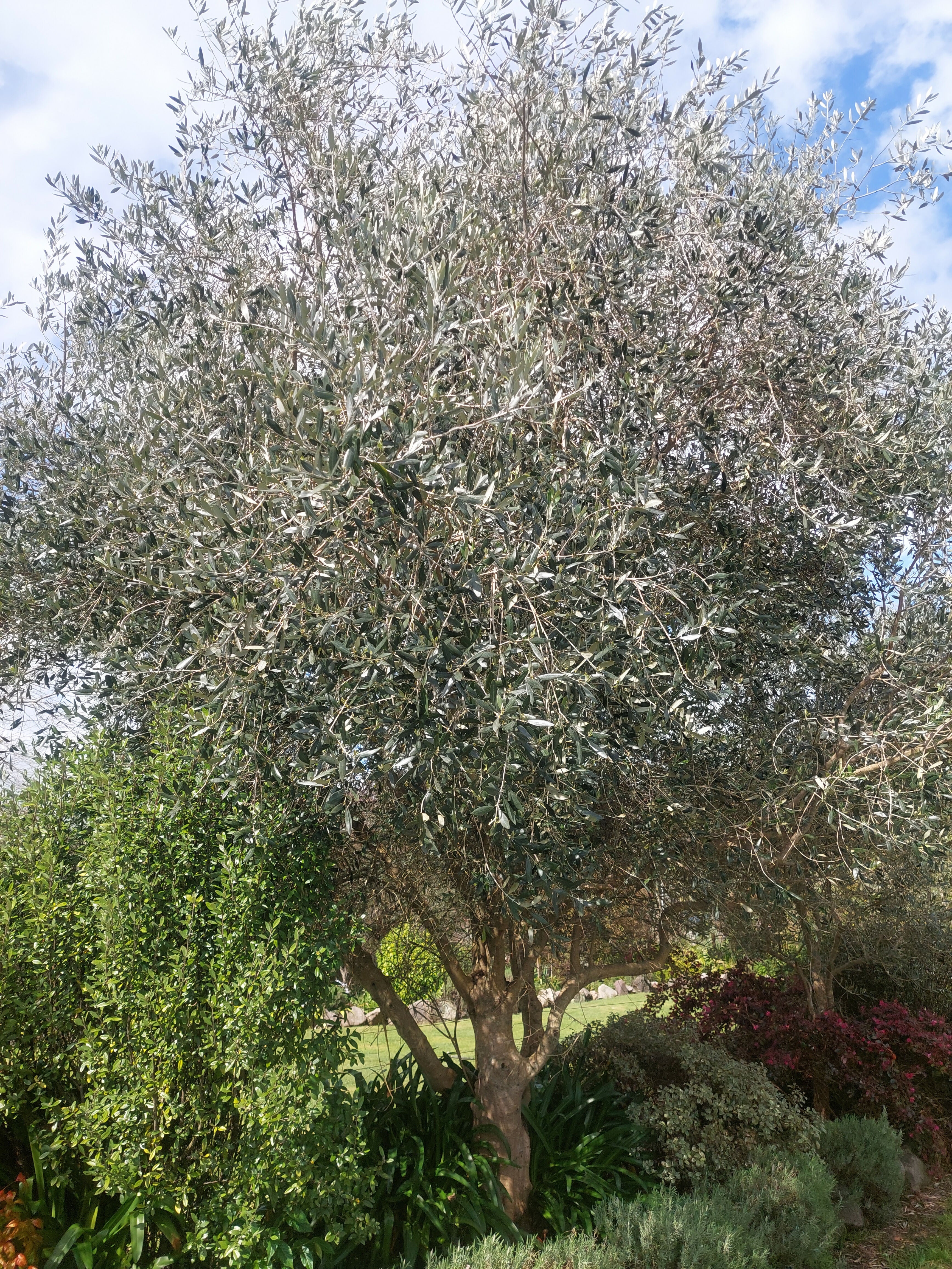 Olive Trees** 4L Pots***High Fruiting**Hardy****Great foliage*** – 4Mooi