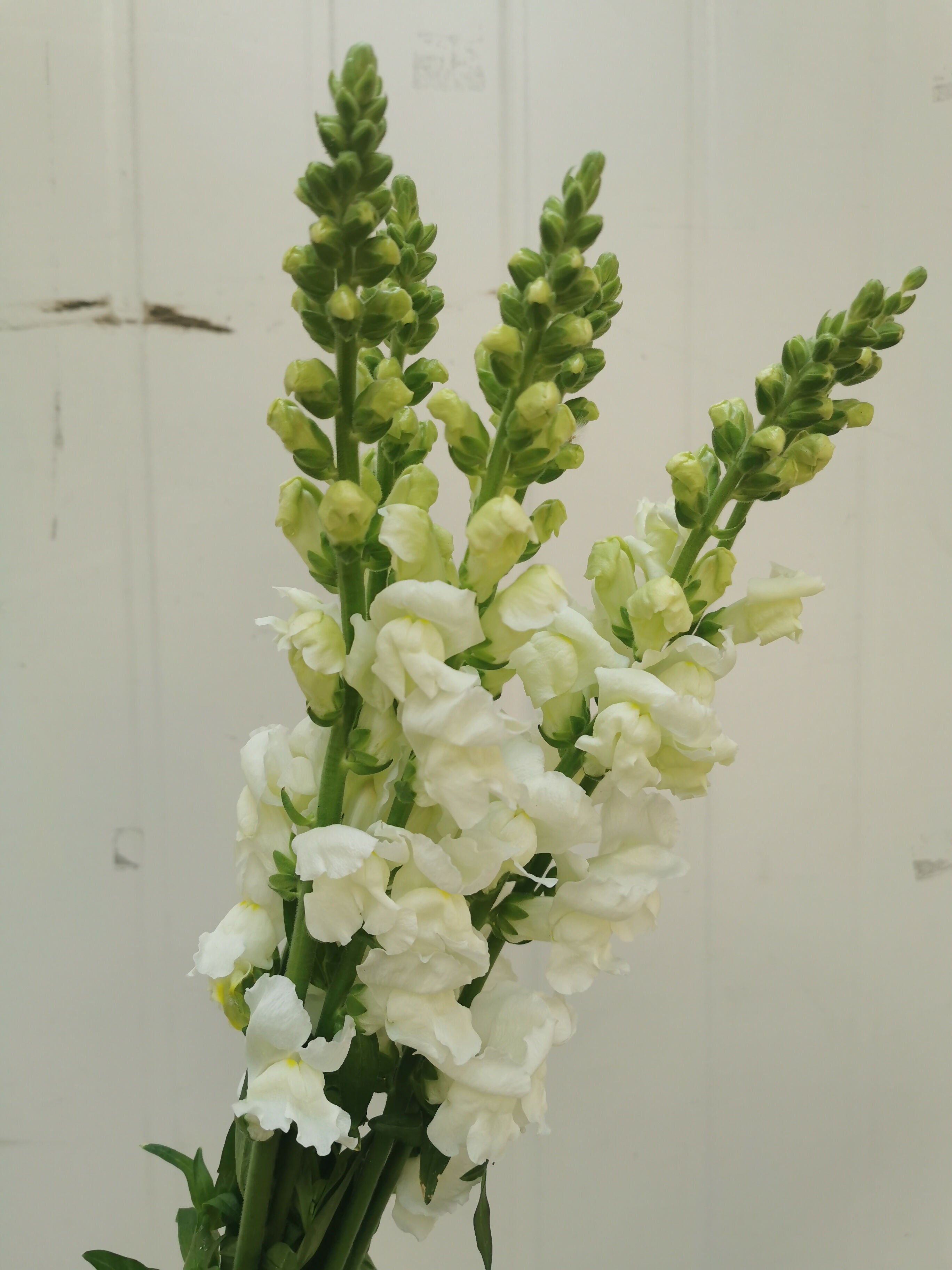 Snapdragons - Assorted colours – 4Mooi