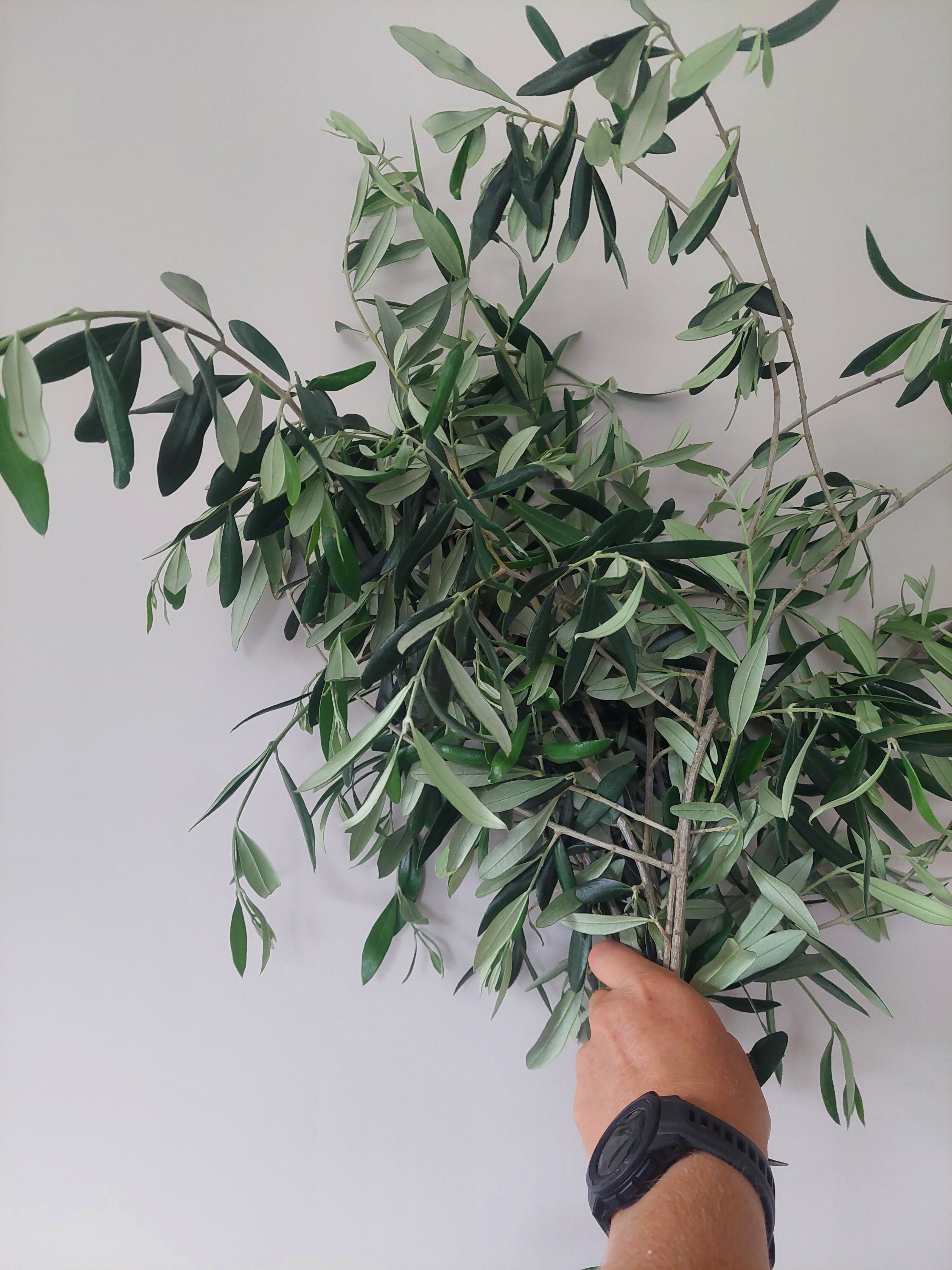 Olive foliage** Long stems** Great colour and filler – 4Mooi