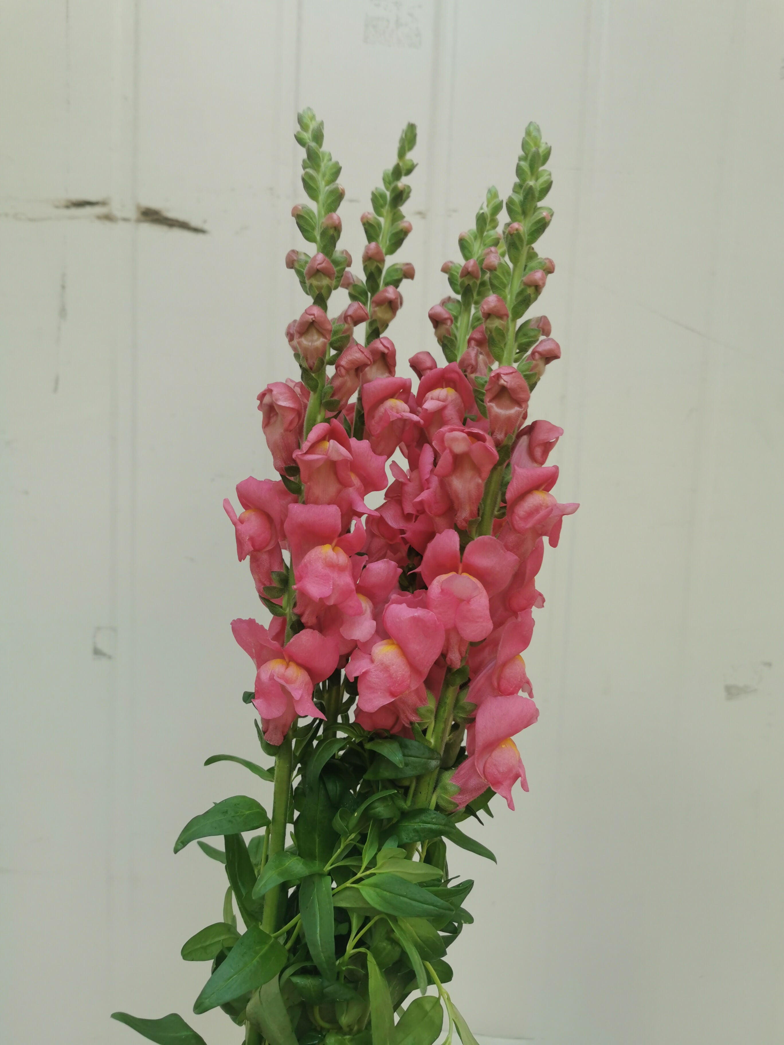 Snapdragons - Assorted colours – 4Mooi