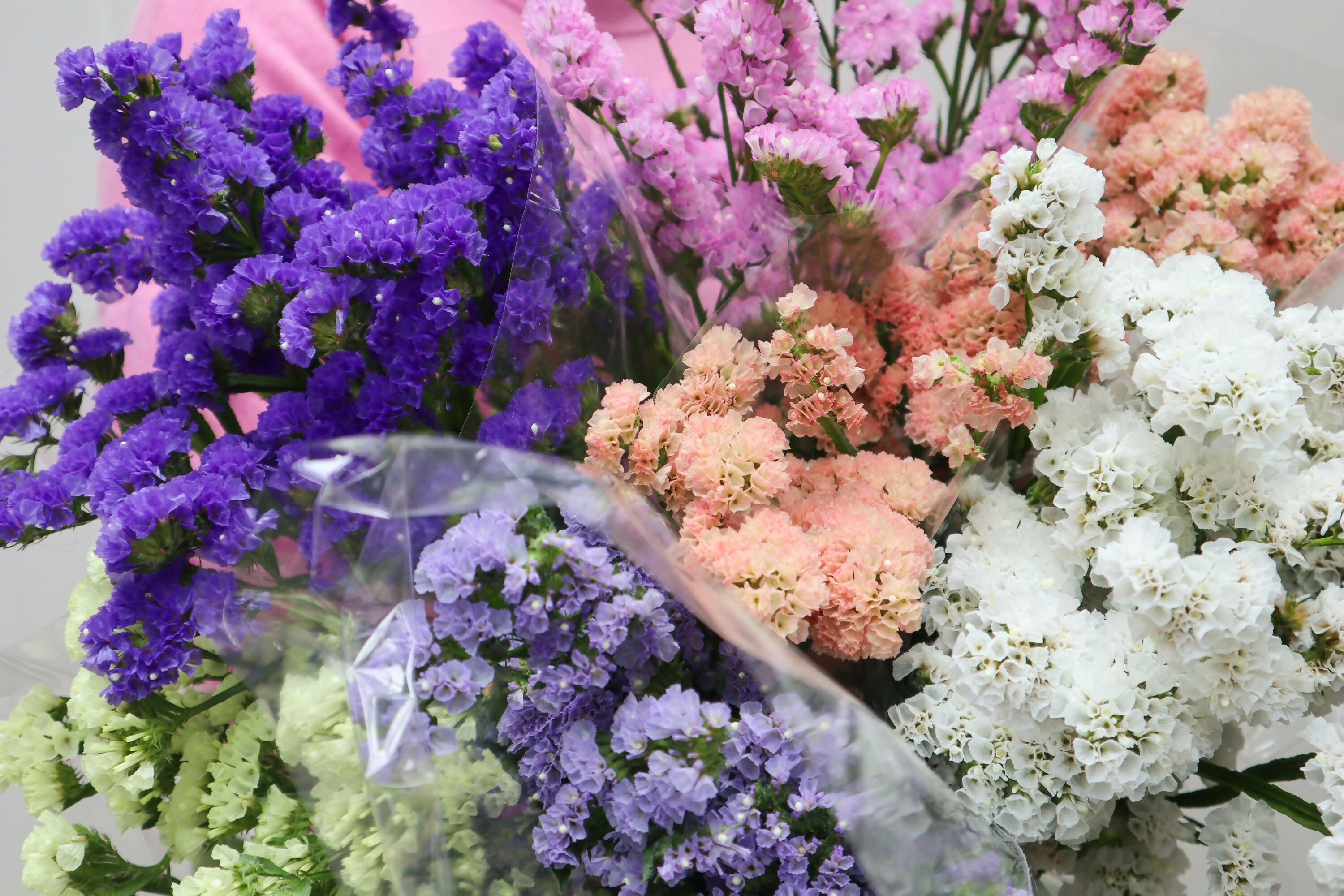 Statice - Assorted colours – 4Mooi